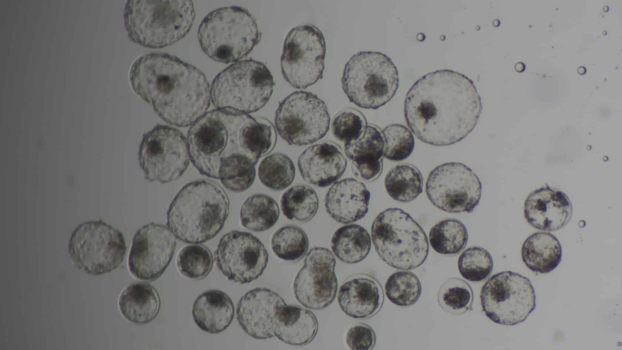 Embryo Transfer Accelerates Genetic Progress | In-vitro fertilization