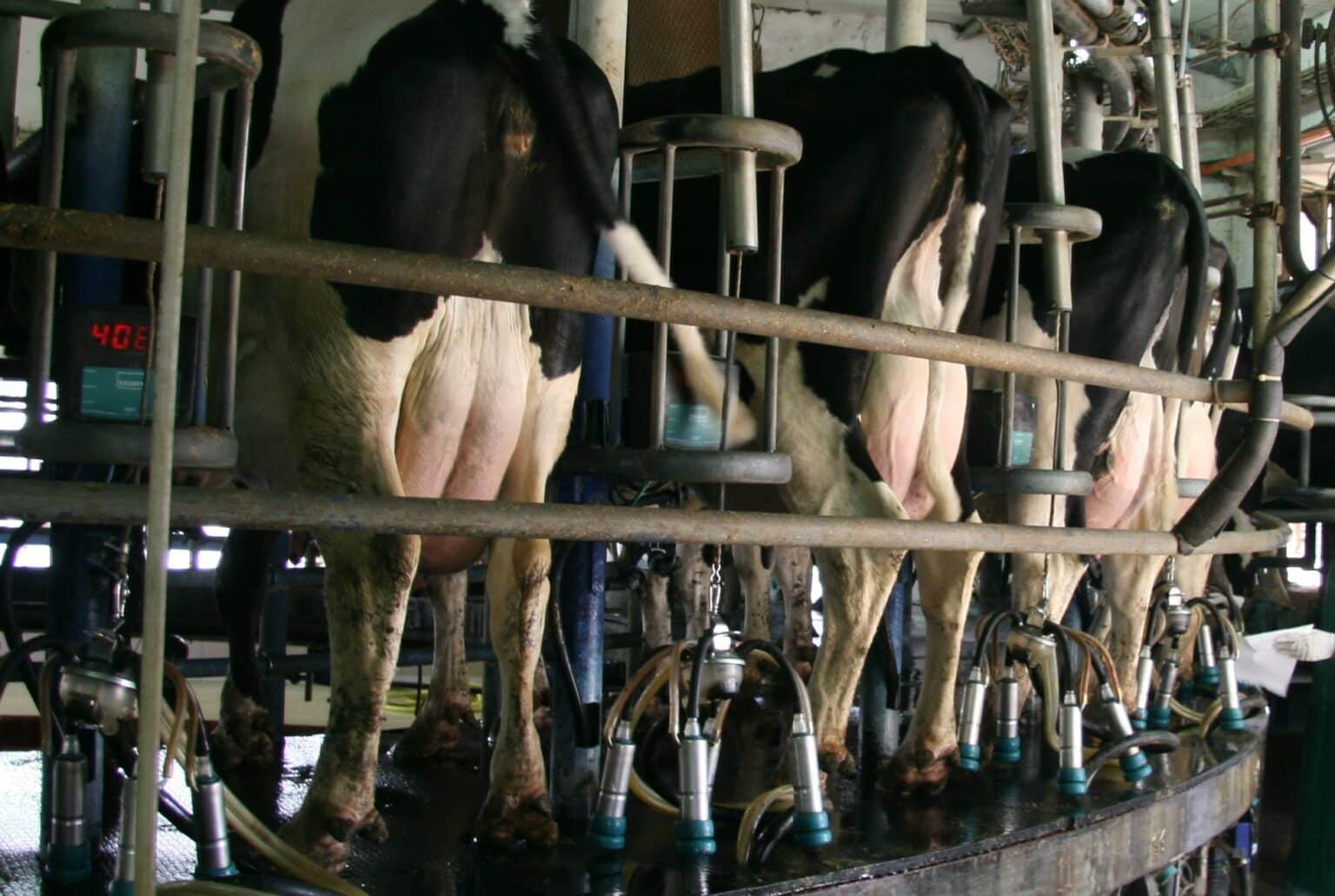 About MaxxiMilk - IVF in Dairy Cattle