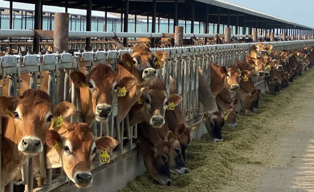 About MaxxiMilk - IVF in Dairy Cattle